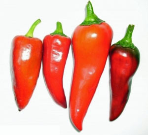 Capia Chili pepper seeds - buy online at chili-shop24.com