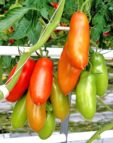 Napoli tomato seeds - buy online at chili-shop24.com