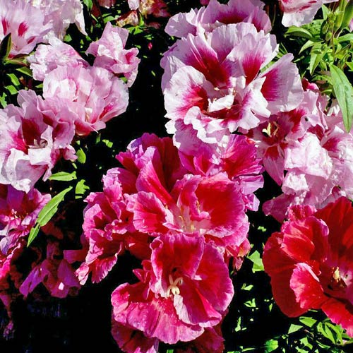 Godetia Azalea Double Mix Seeds - buy online at chili-shop24.com
