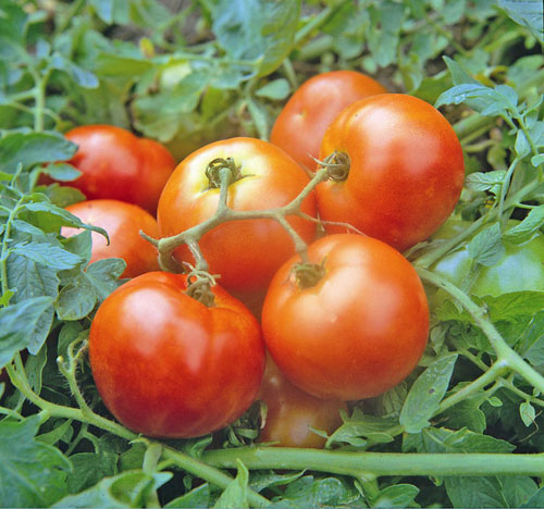 First in field tomato seeds - buy online at chili-shop24.com