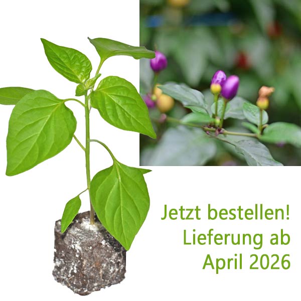 Organic Chinese Five Color Chili Plant - buy online at chili-shop24.com