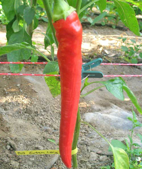 Order Extrem Long Chili Seeds online - chili-shop24.de