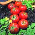 Order Harbinger tomato seeds online - chili-shop24.de