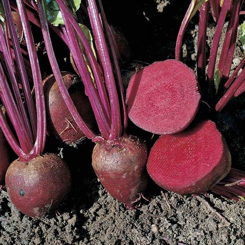 Beetroot Pablo Seeds - buy online at bee-seeds.eu