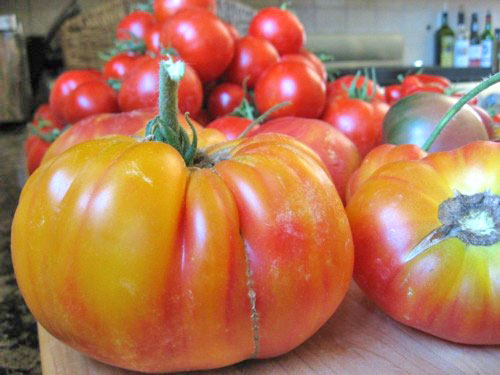 Buy online Flame tomato seeds - chili-shop24.com