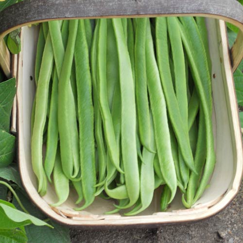 Runner bean Moonlight Seeds - buy online at chili-shop24.com
