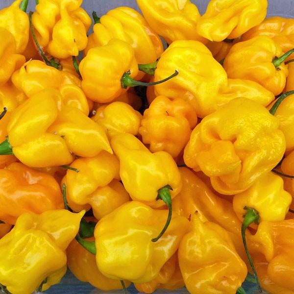 Order Yellow Trinidad Scorpion Chili Seeds online at chili-shop24.de