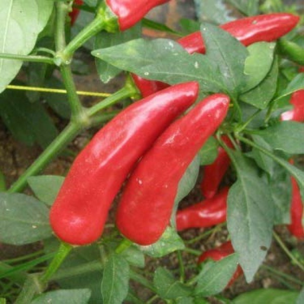 Order Facing Heaven Red Chili Seeds at chili-shop24.com