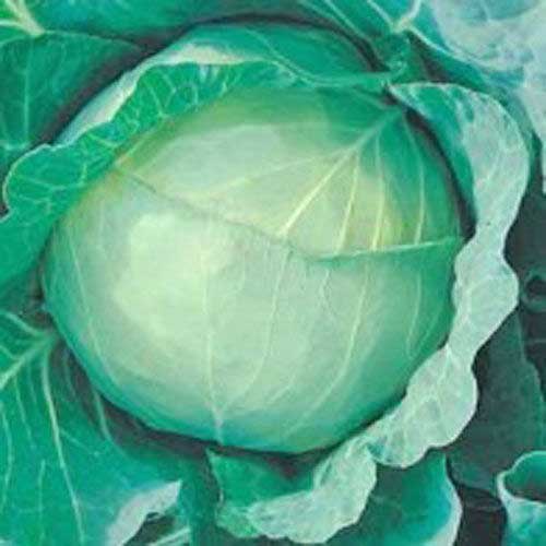 Cabbage Primo Seeds - buy online at chili-shop24.com