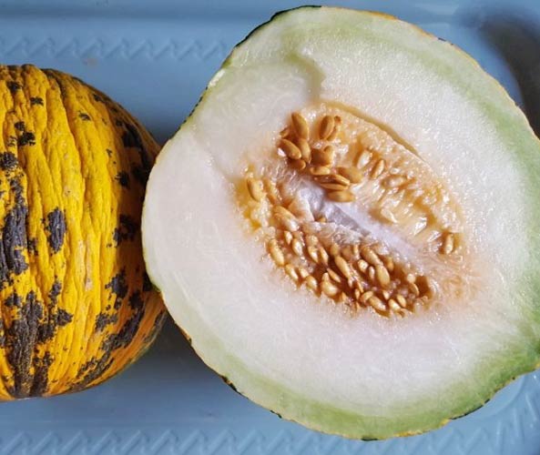Turkish Honeydew Melon Seeds - buy online at chili-shop24.com
