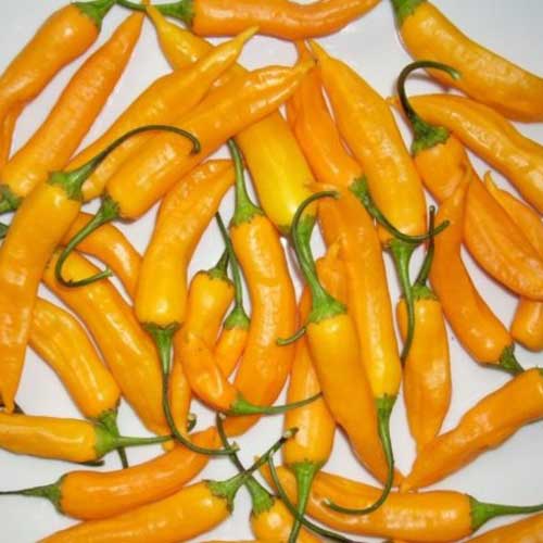 Order Aji Golden Chili Seeds at chili-shop24.com