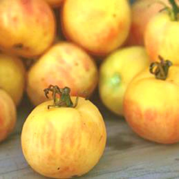 Garden Peach - Alchetron, The Free Social Encyclopedia